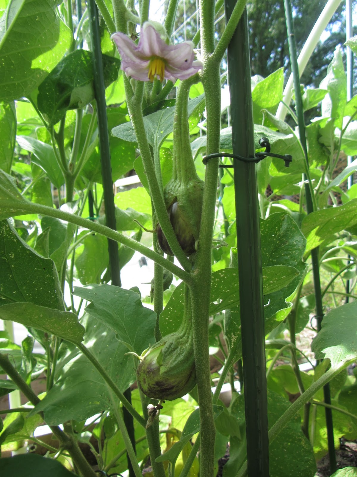 Following the Master Gardener: Using Winter Row Covers