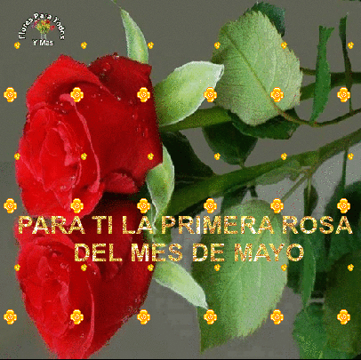 Flores Para Todos Y Mas: La primera Rosa del mes de Mayo.