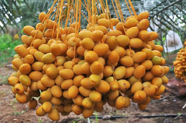 KHEJUR DATE FRUITS OF ARABIA: 2016