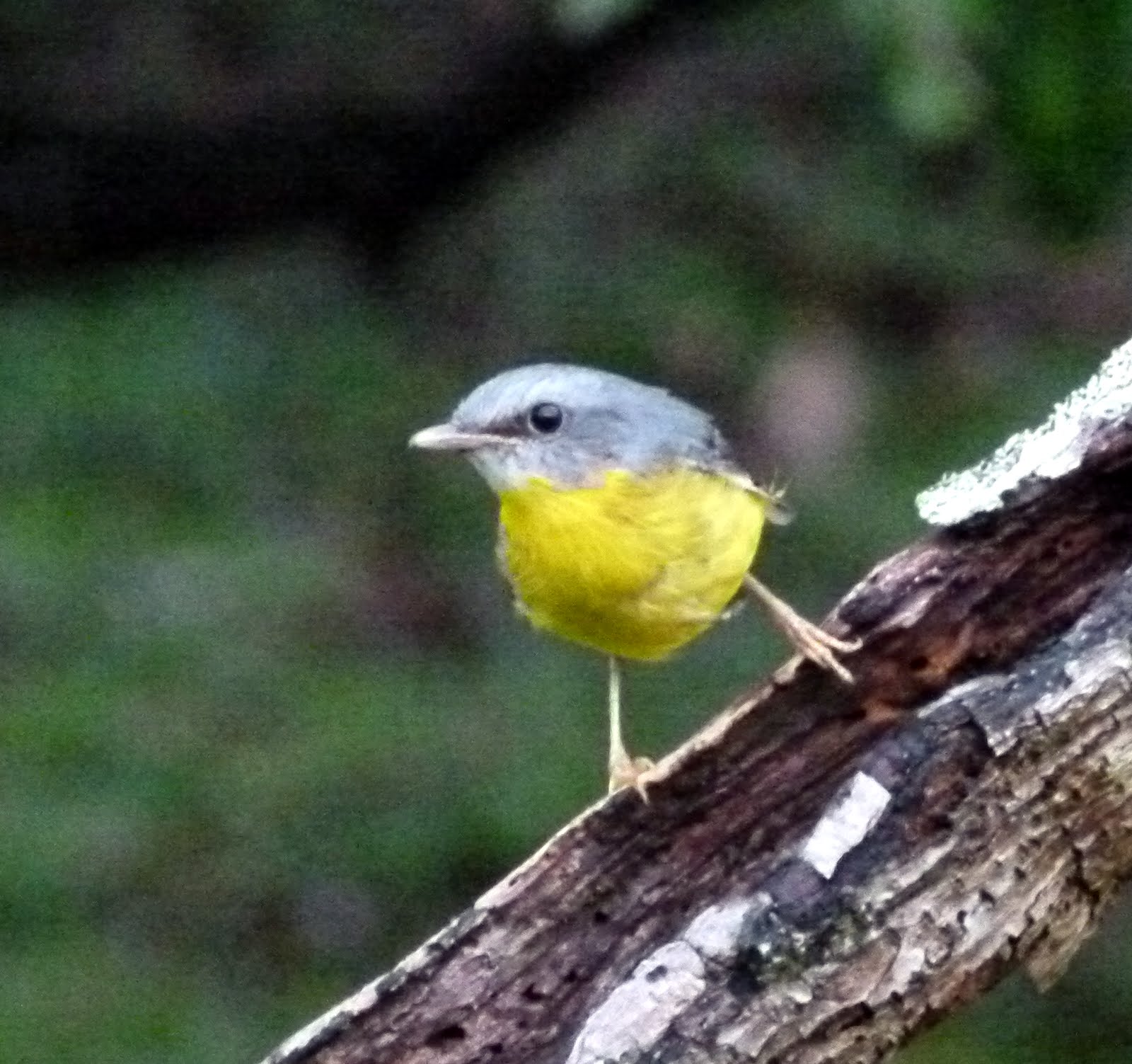 QUEENSLAND BIRDER - Birds and the natural world at home and away ...