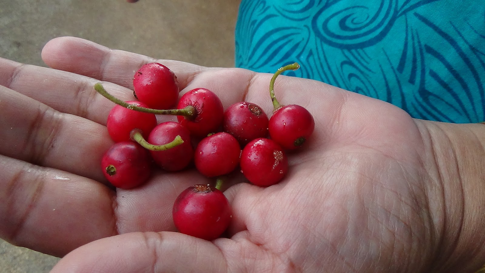 Ravikondda’s trip to Mercara and Thala Cauvery - Travelogue