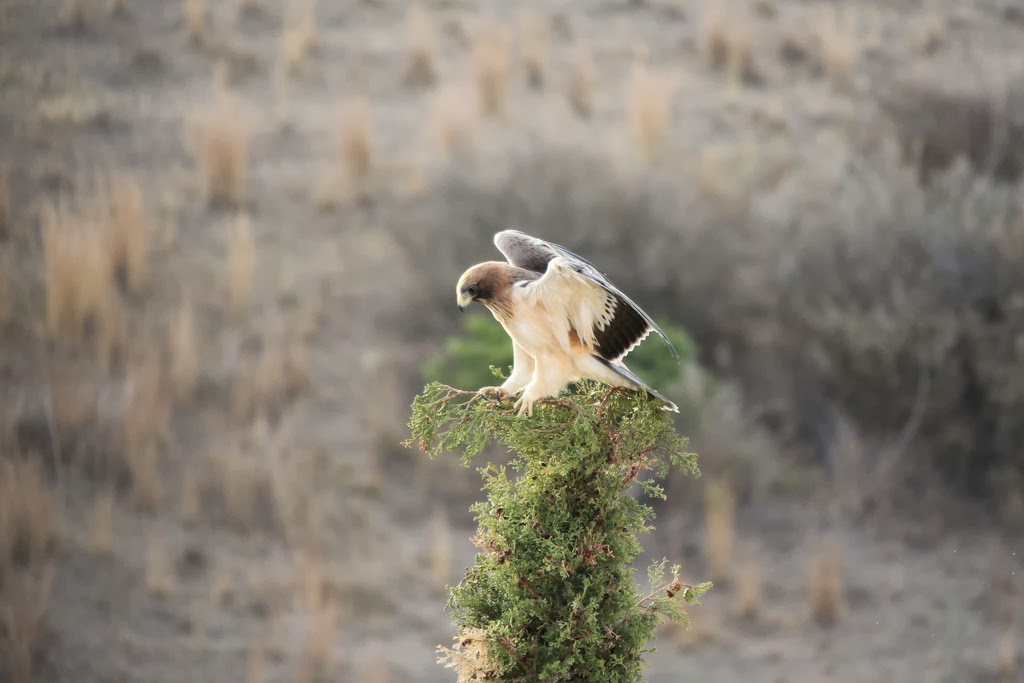 Learn.Draw.BIRD.: 152. Booted Eagle (Hieraaetus pennatus)