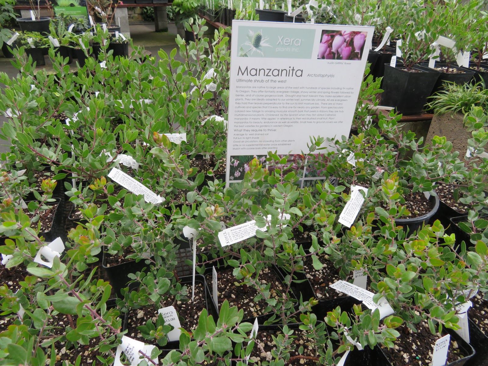 Nursery Visit: Xera Plants, Spring Edition