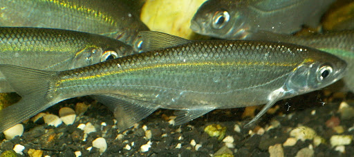 peces de rio: lucios