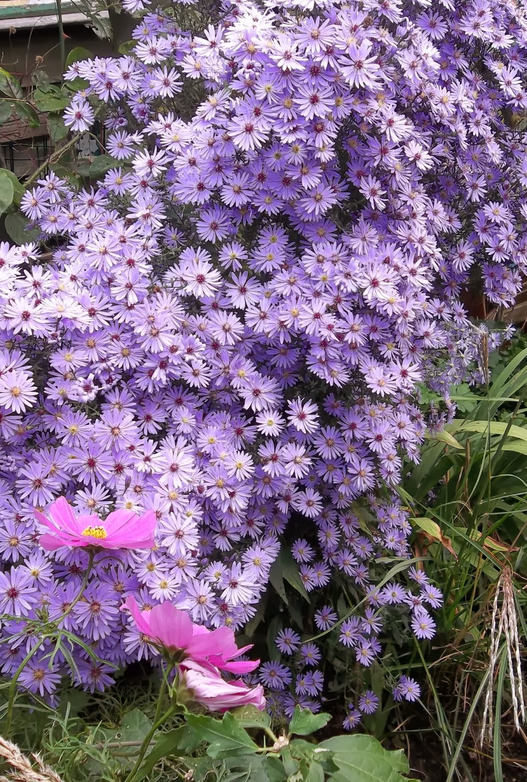 Feltabulous: ...And the award for star plant of the moment goes to...