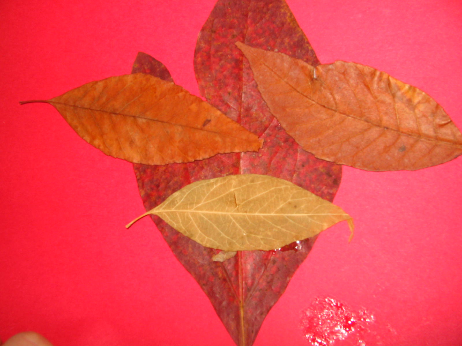 art and soul preschool: Leaf Creations