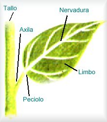 Tipos de tallos- Descripción de la morfología de la planta.