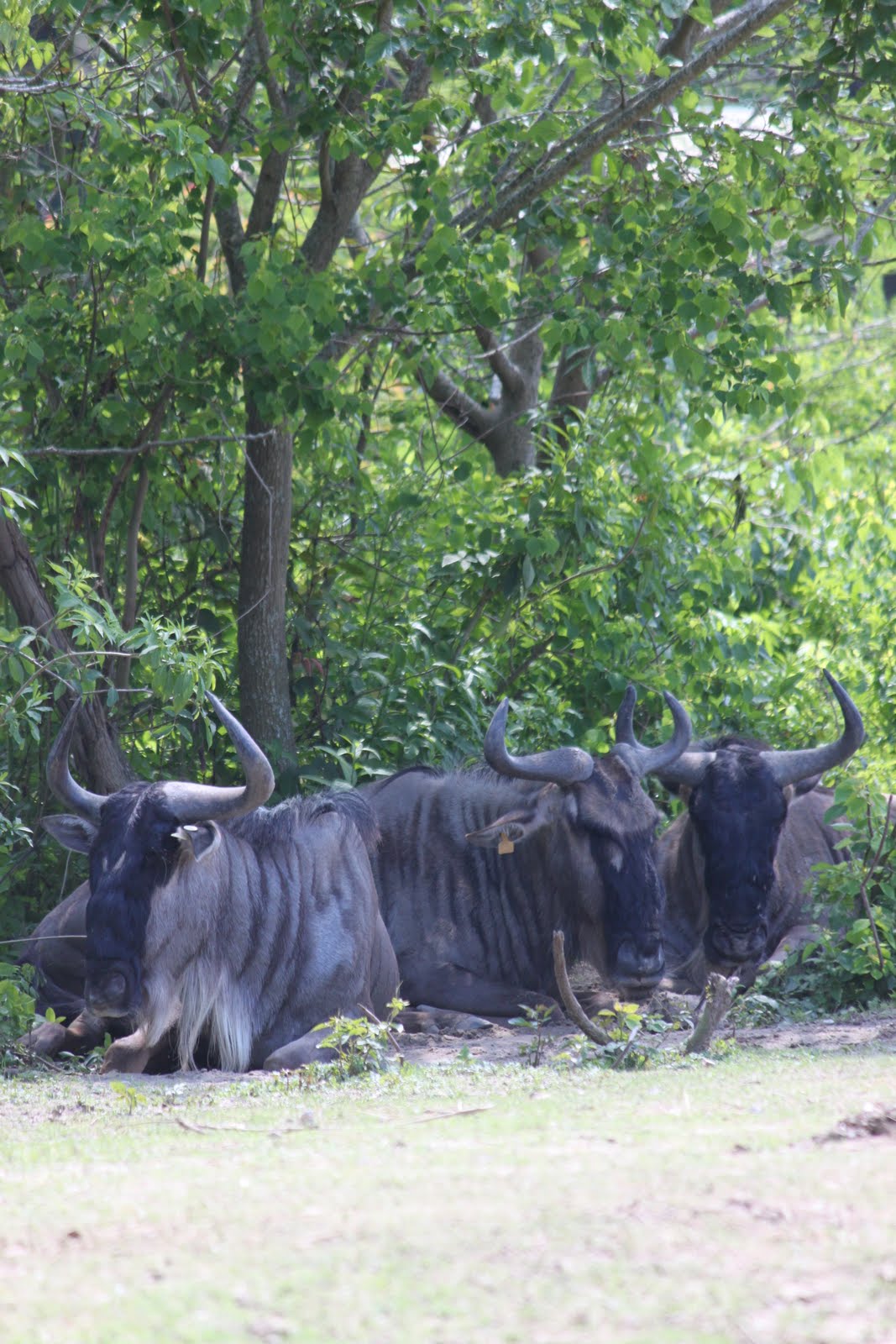 The Robertson Family: New Orleans Zoo