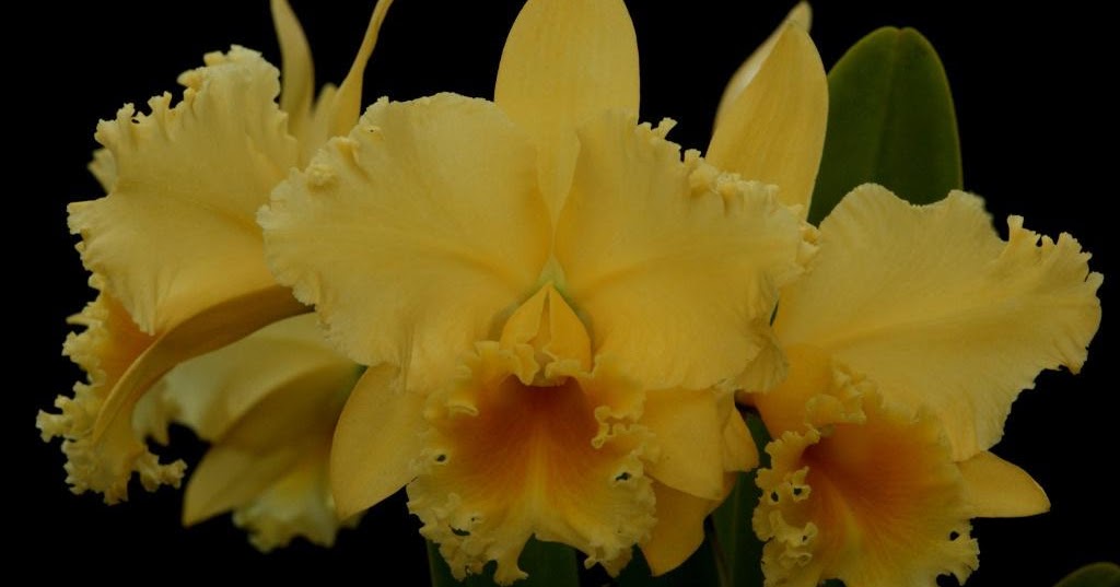 Blc. Delta King 'Tangerglow'