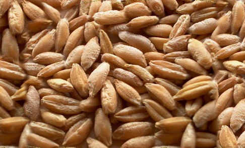 CoolyMoony: Durum wheat