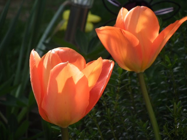 Snappy's Gardens Blog: April Sunshine