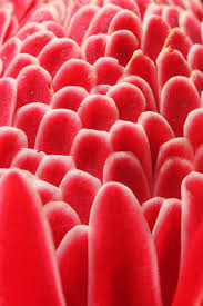 Ginger Value Chain: Welcome to Ginger Value Chain Blog