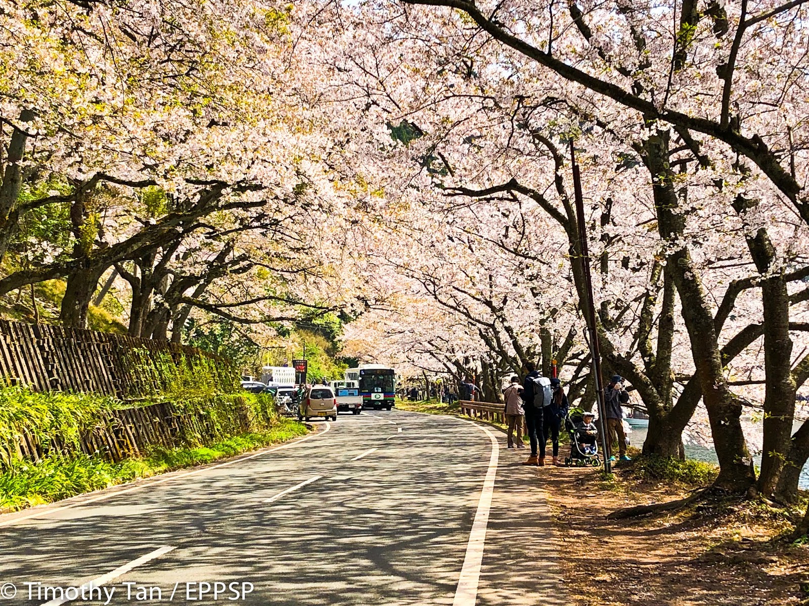 Japan, Takashima - Canopies of Sakura