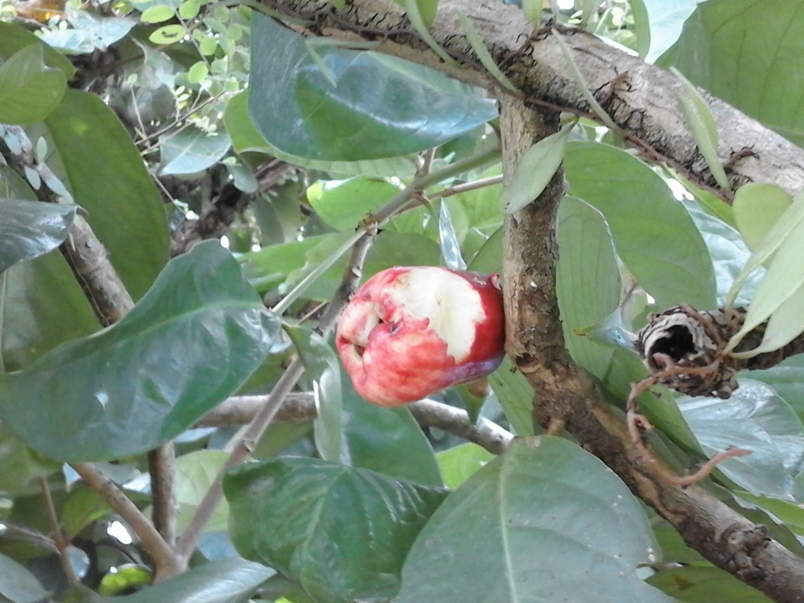 Berbagi Jambu Jambak (Bol) dengan kelelawar