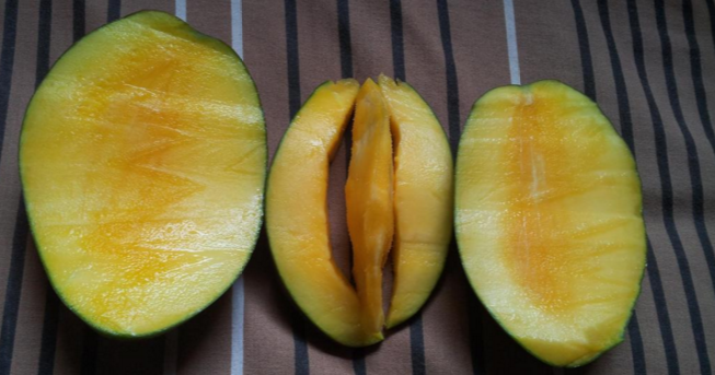 Tanaman buah dalam pot : Cara Mudah Budidaya Mangga dalam Pot