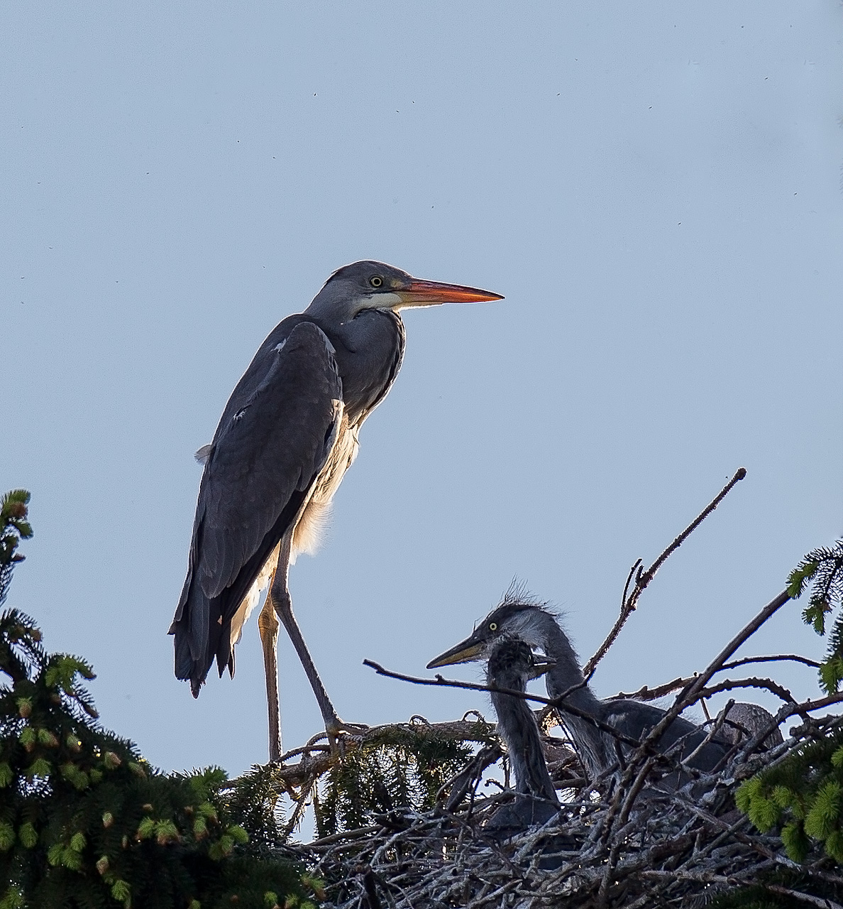 Rogers naturfoto blogg: Hegre med små....