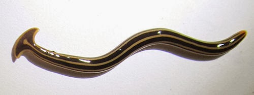 The Presurfer: The Bizarre Hammerhead Worm