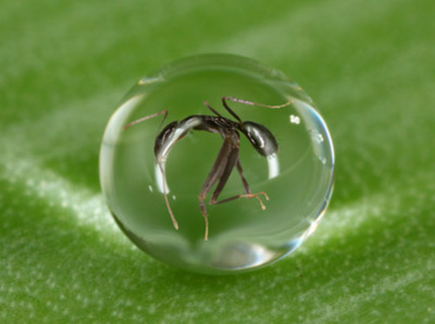 astropixie: ant in drop of water