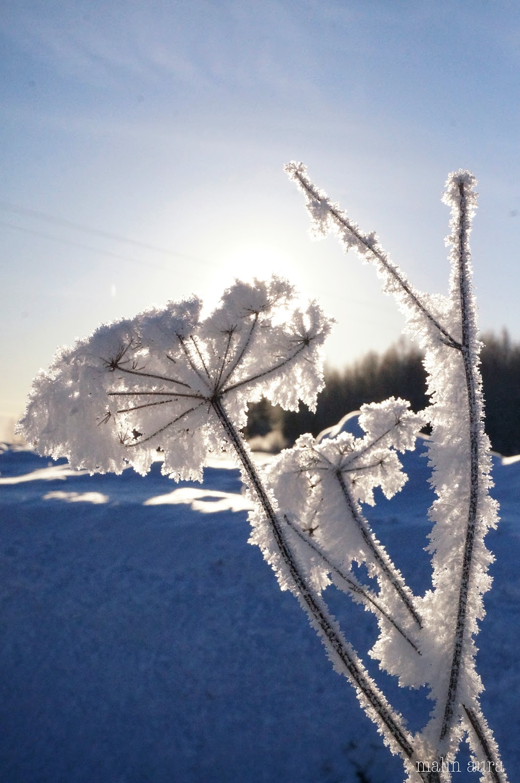 Hemma hos oss: En vacker vinterdag,