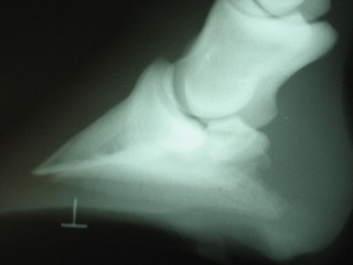 Ian Zoerb: Broken Coffin Bones