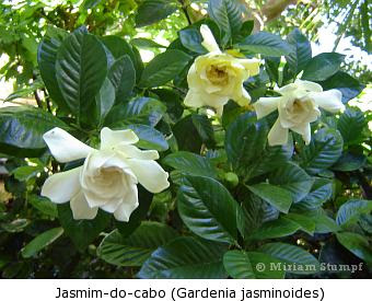 PLANTAS E ERVAS E FRUTOS QUE CURAM: ERVA JASMIM