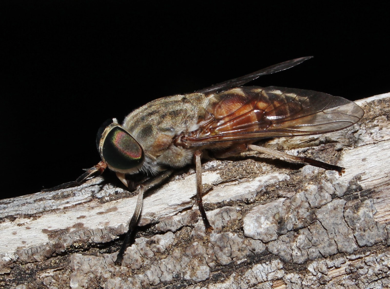 Biodiversity of Cyprus by NGO Protection of the Natural Heritage and ...