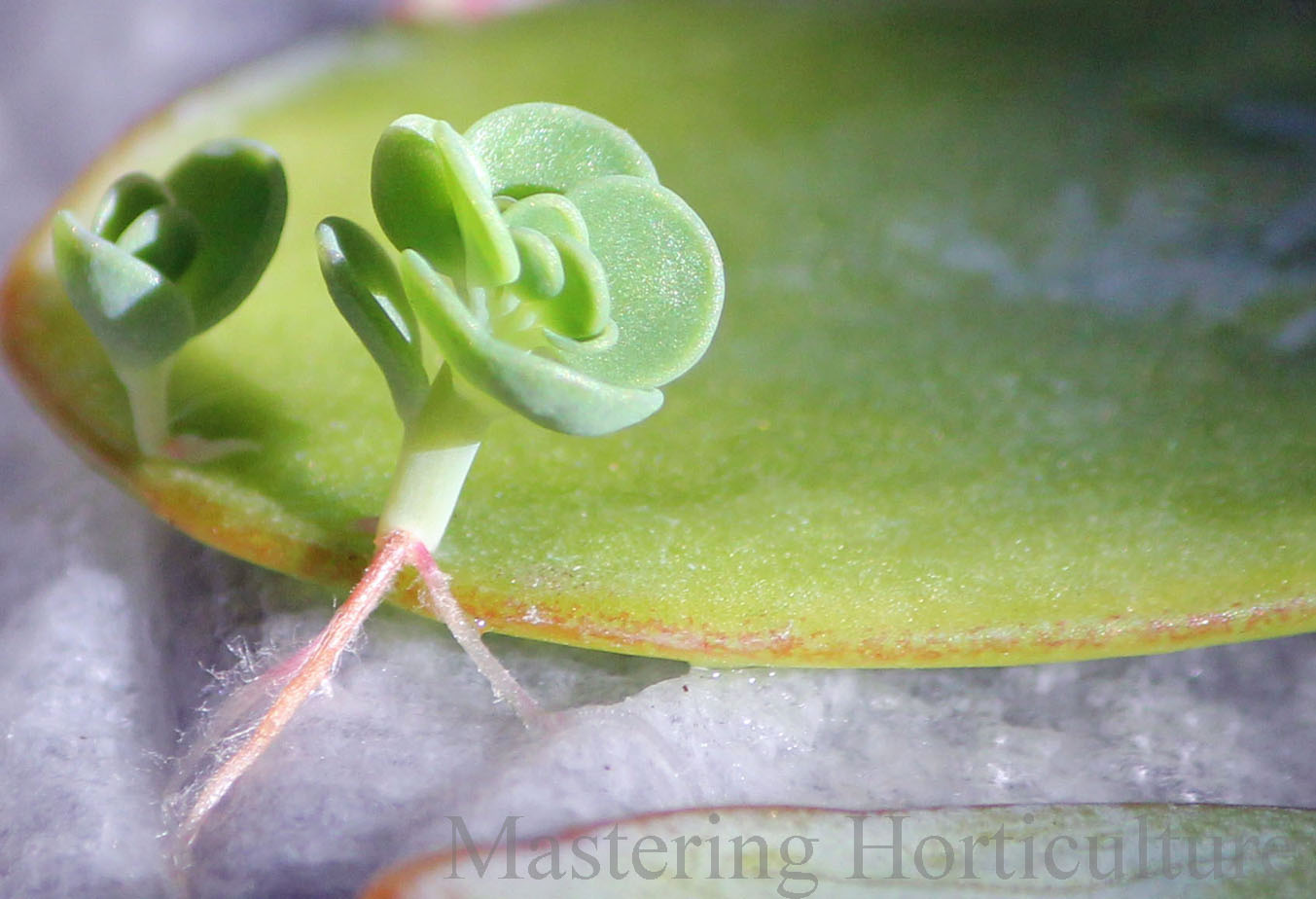 Mastering Horticulture: Adventitious Roots and Shoots on Kalanchoe ...