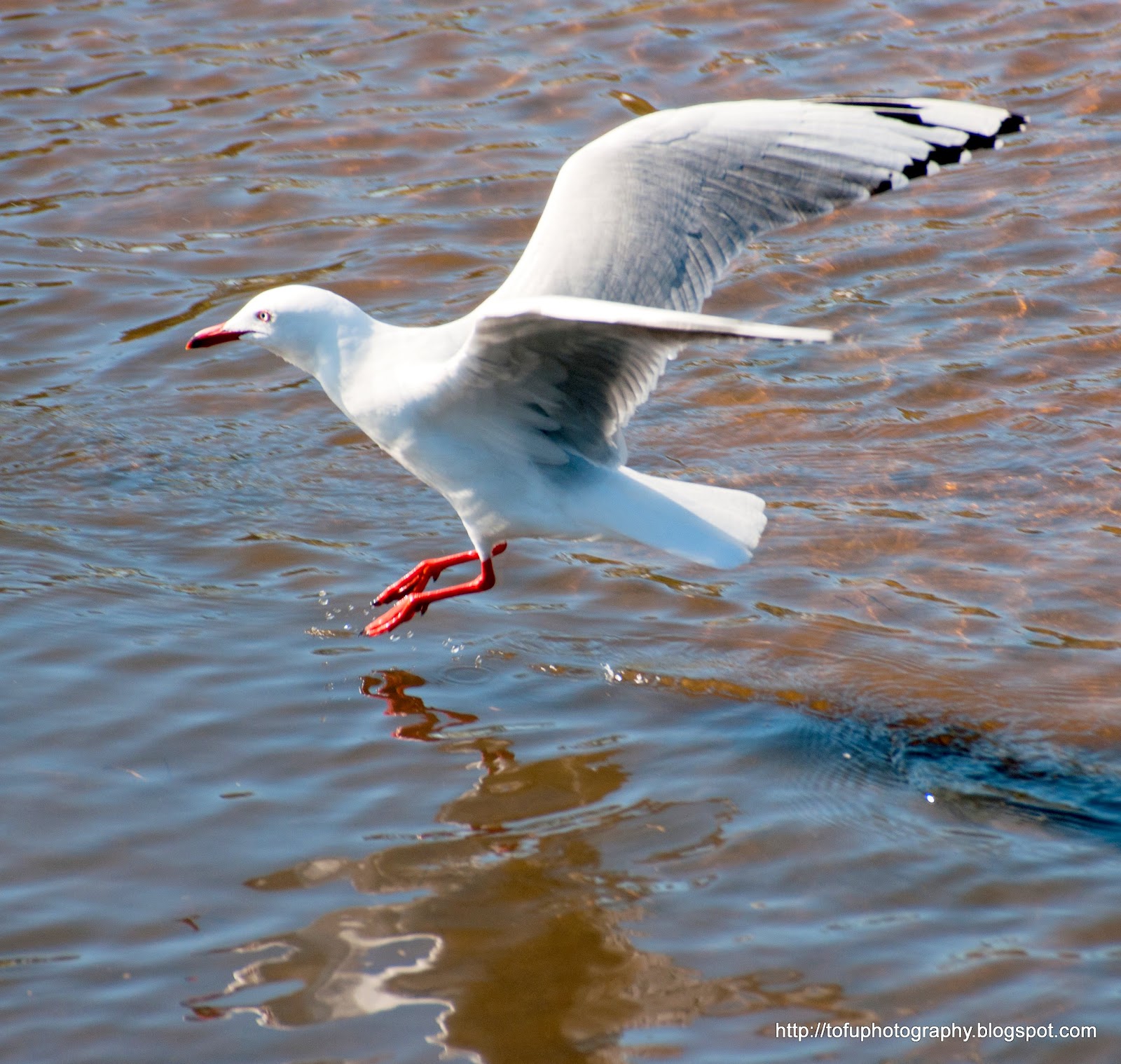 Tofu Photography: Seagull landing