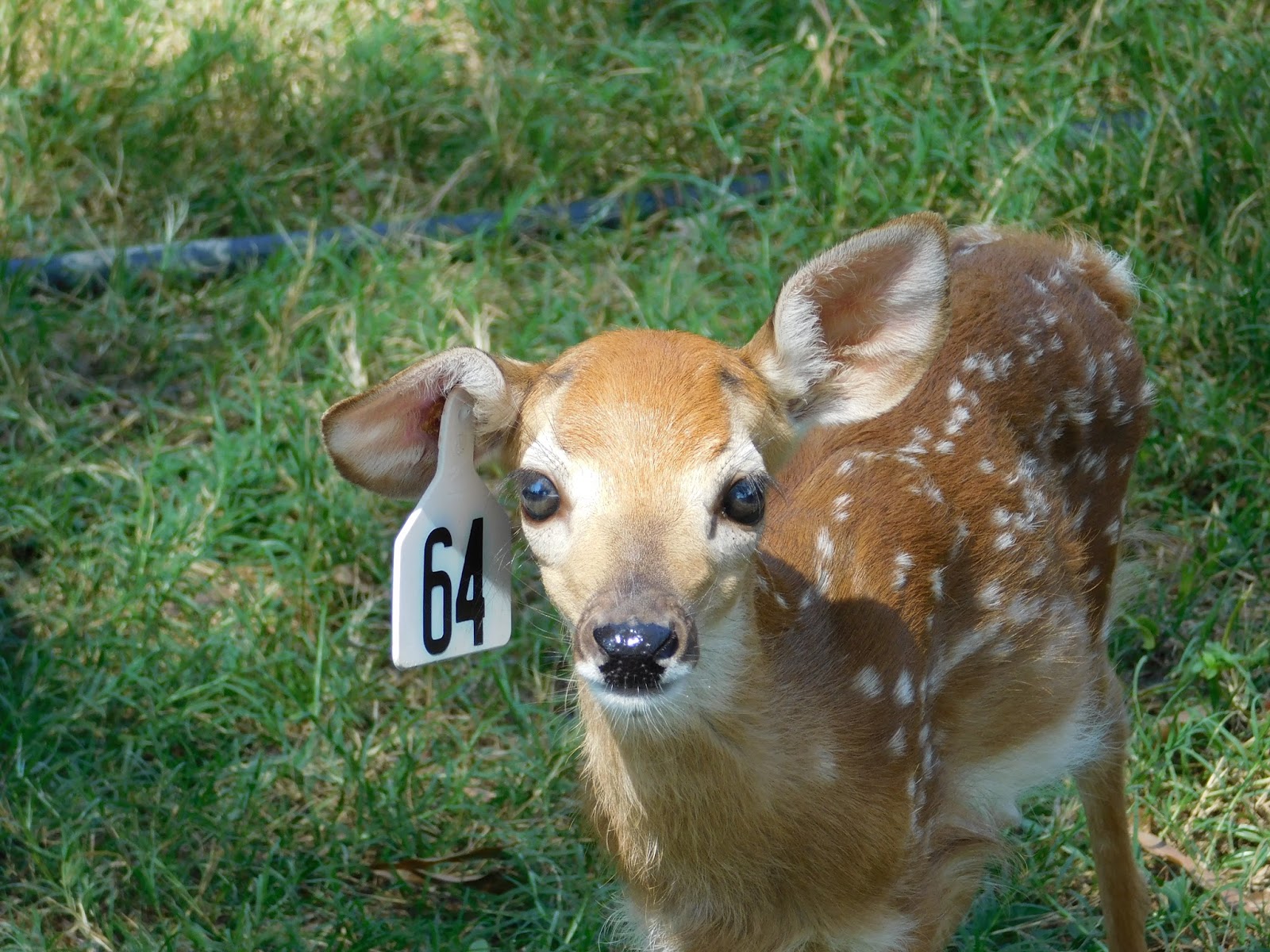 Endangered Education: Fawning Over Fawns