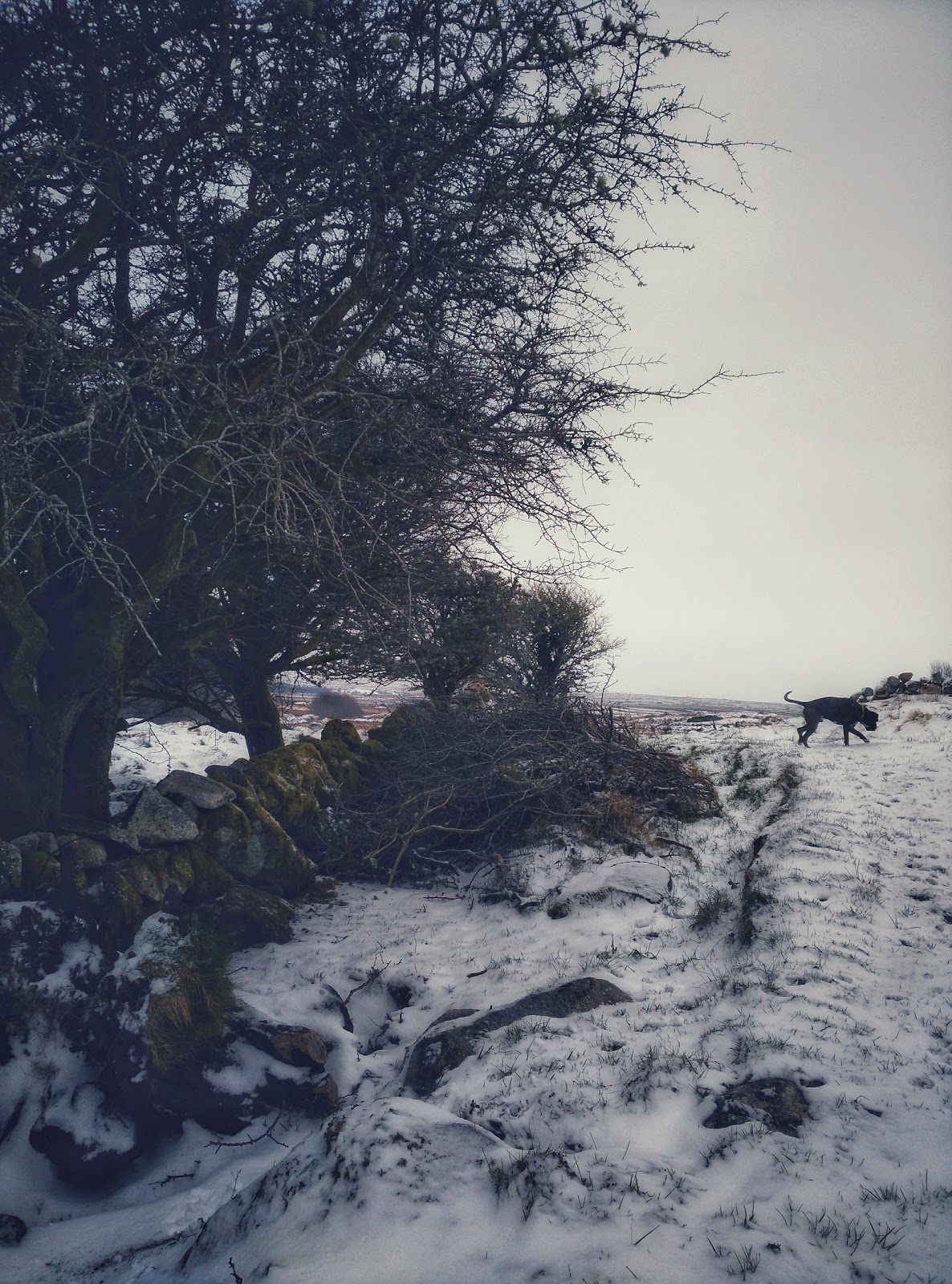 POSTCARDS FROM IRELAND: Snowy Ireland