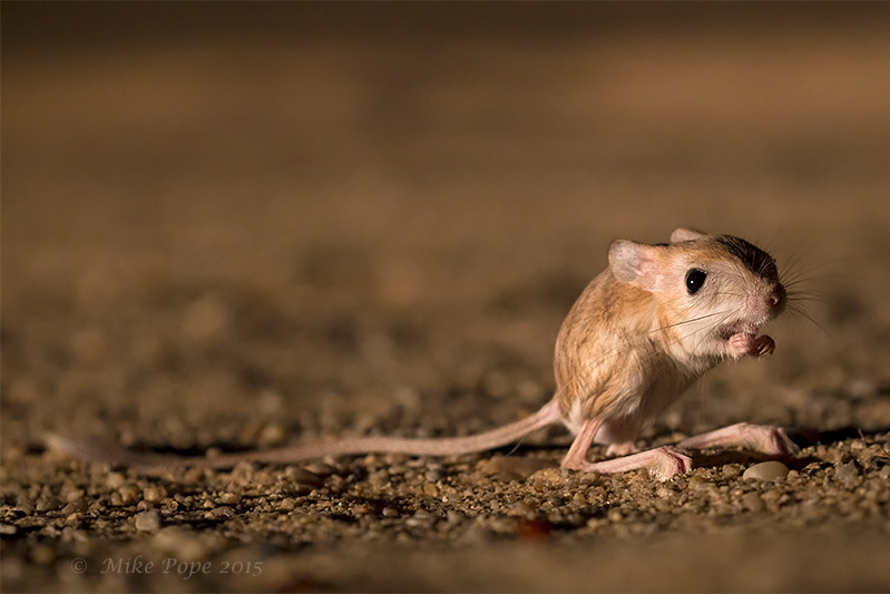 Kuwait Birding: I said I'll be back