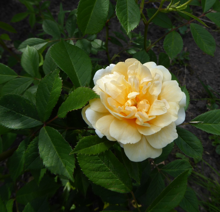 Høneballehaven på Samsø: Pæoner, roser og en solnedgang