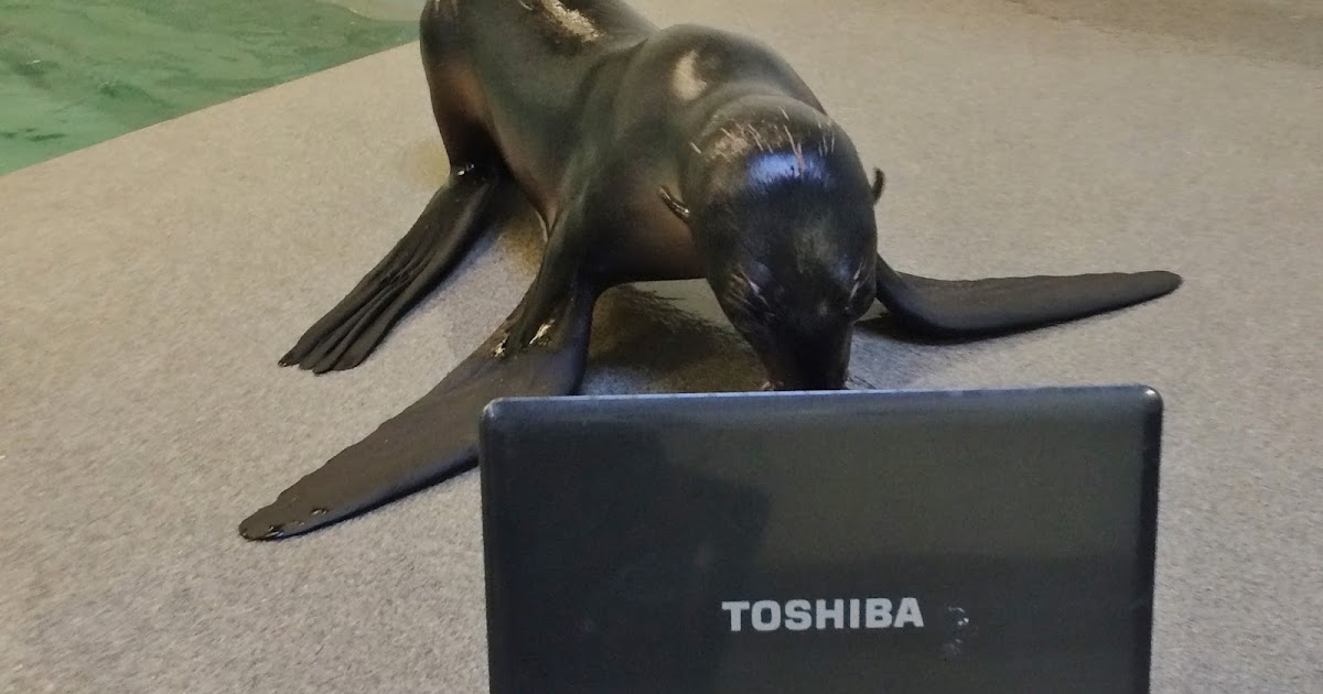 Sea Lion Clapping Gif