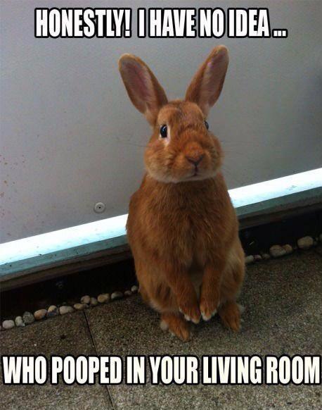 Rabbit Ramblings: Bunny Monday Meme*day (Who pooped?)