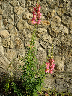 La Mar de VeRde: ANTIRRHINUM MAJUS O BOCA DE DRAGON