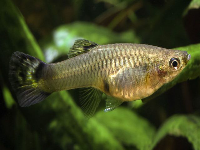Gambar Ikan Guppy Hias dan Got atau Parit dari Lokal Indonesia
