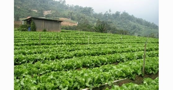 Pemilik ladang sayur, bunga di Cameron Highlands dijangka naikkan harga ...