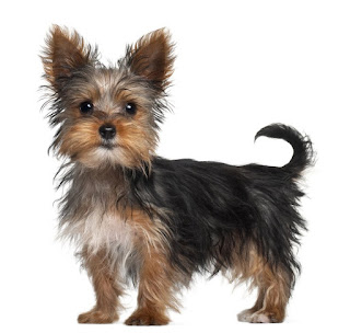 CACHORRO É MELHOR QUE GENTE: Yorkshire Terrier