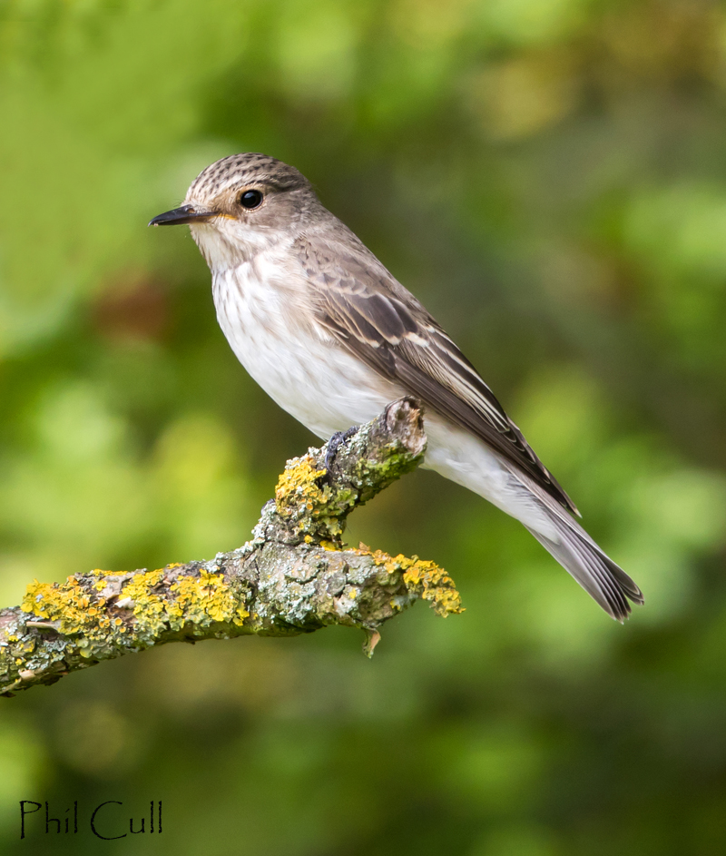 Phil Cull Wildlife Photography: September 2017 Spotted Flycatcher ...