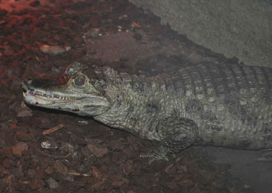ZOOTOGRAFIANDO (6.100 ANIMALS): CAIMÁN DE ANTEOJOS / SPECTACLED CAIMAN ...