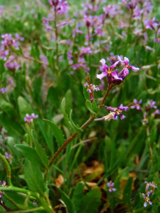 Purple Mustard Chimichurri