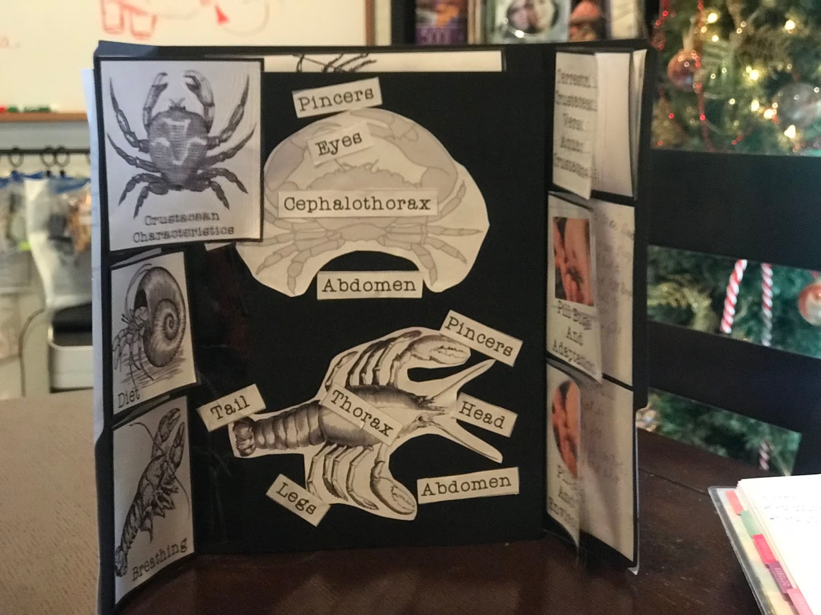 The Hermit Crabs Homeschool: Crustaceans Unit of Study