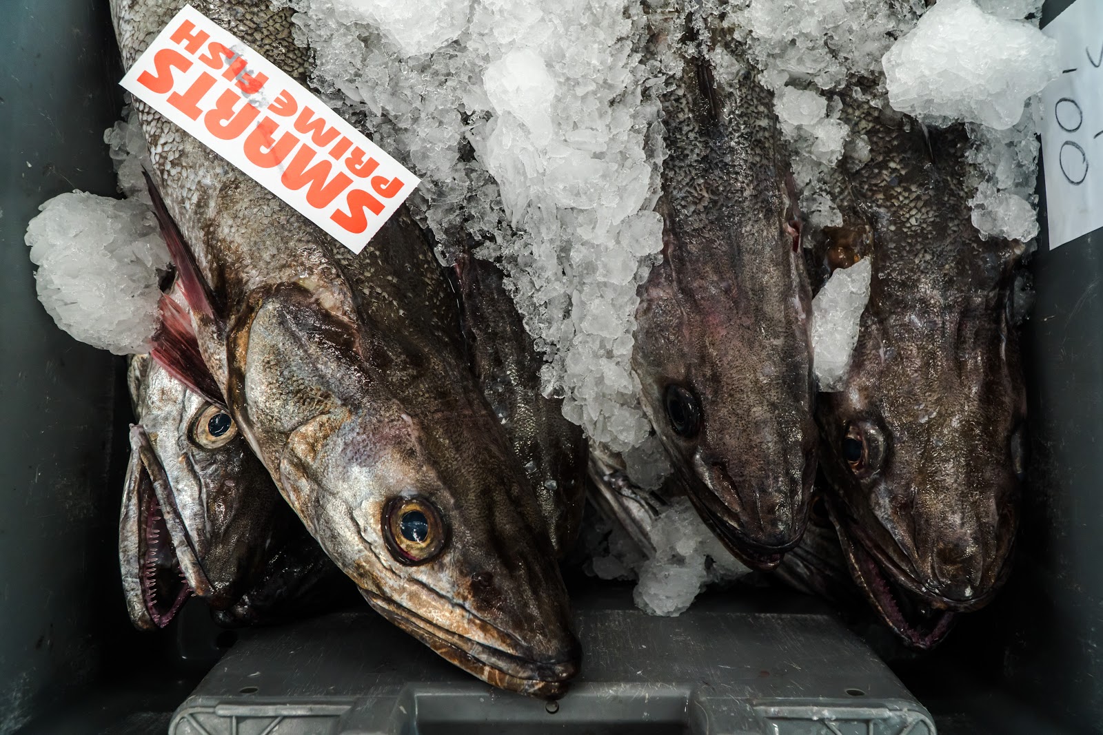 Through the Gaps! - Newlyn Fishing News: Mid-week fish market in Newlyn ...