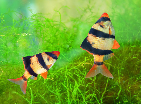 gambar ikan tiger barb sumatera
