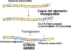 neymar salmeron farias: DESARROLLO DE LA UNIDAD III