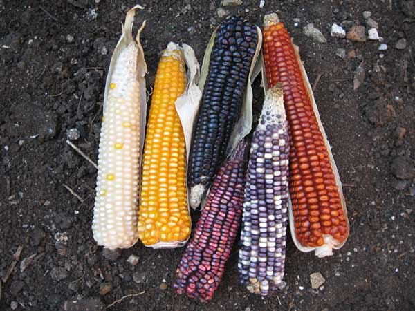 MI BITÁCORA ONÍRICA: ELOTES DE COLORES