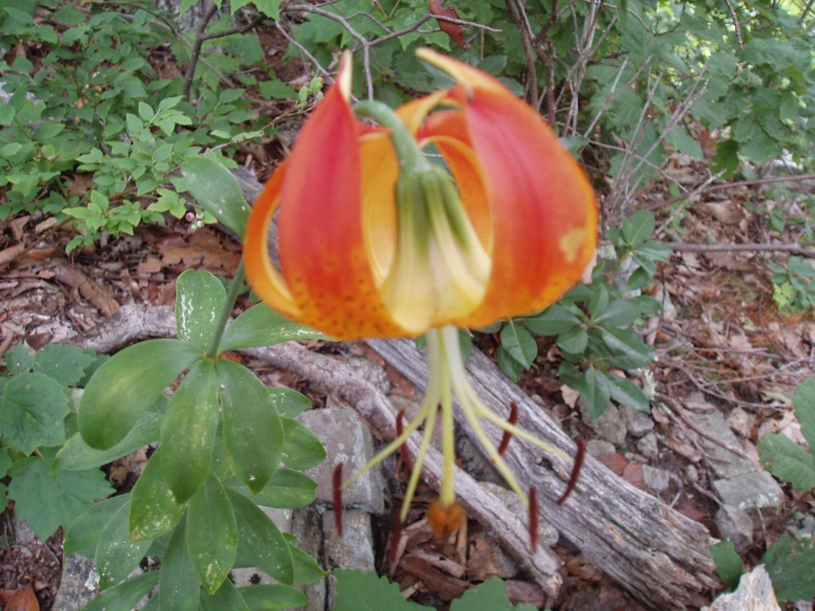 Living in Southwest Virginia: Turks Cap Lily... Sultan of the Blue Ridge