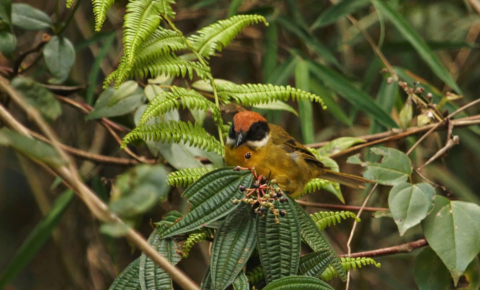 Nuestro bello mundo...: Birding Tour in the Andes, Merida and Barinas ...