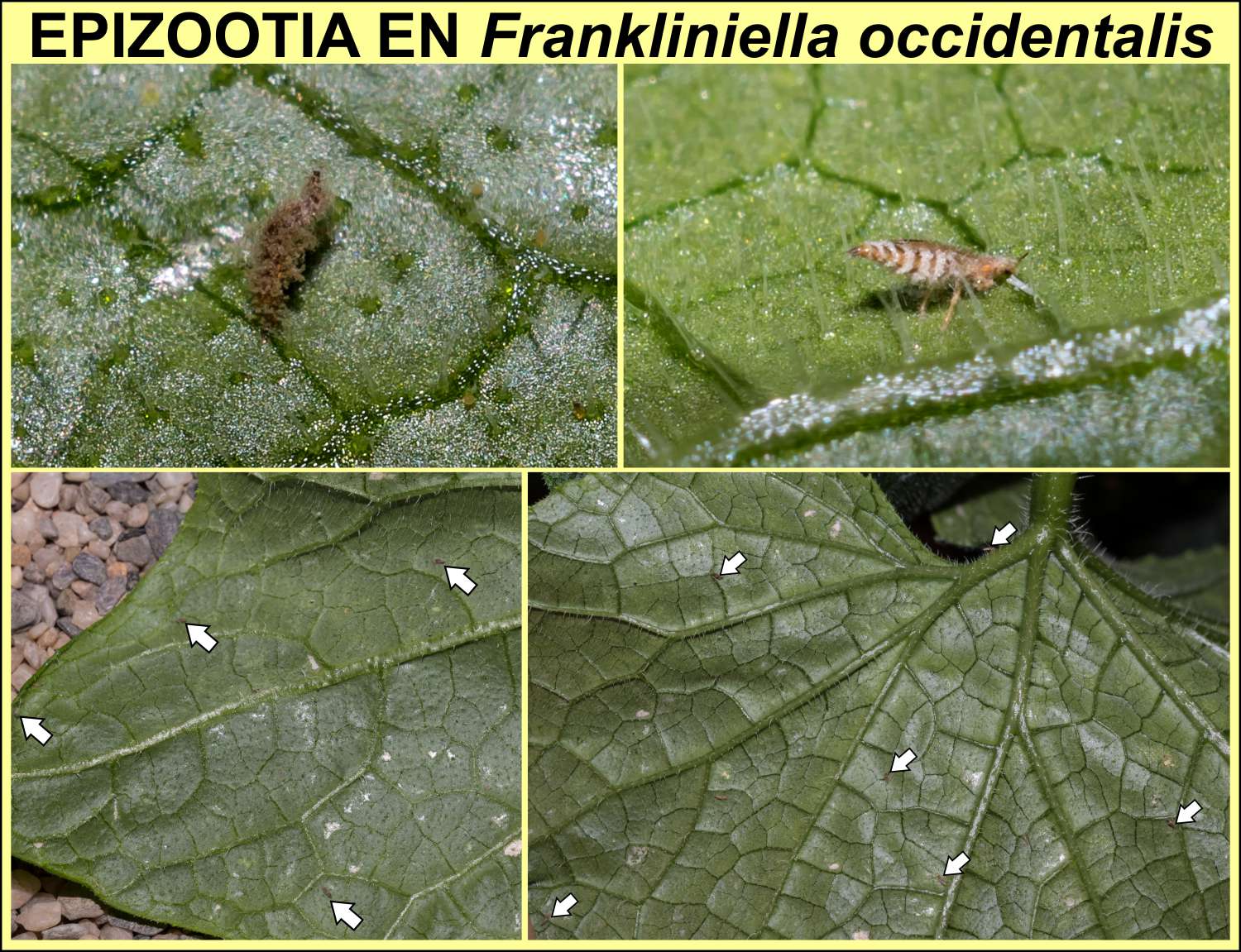 Homo agricola: abril 2013