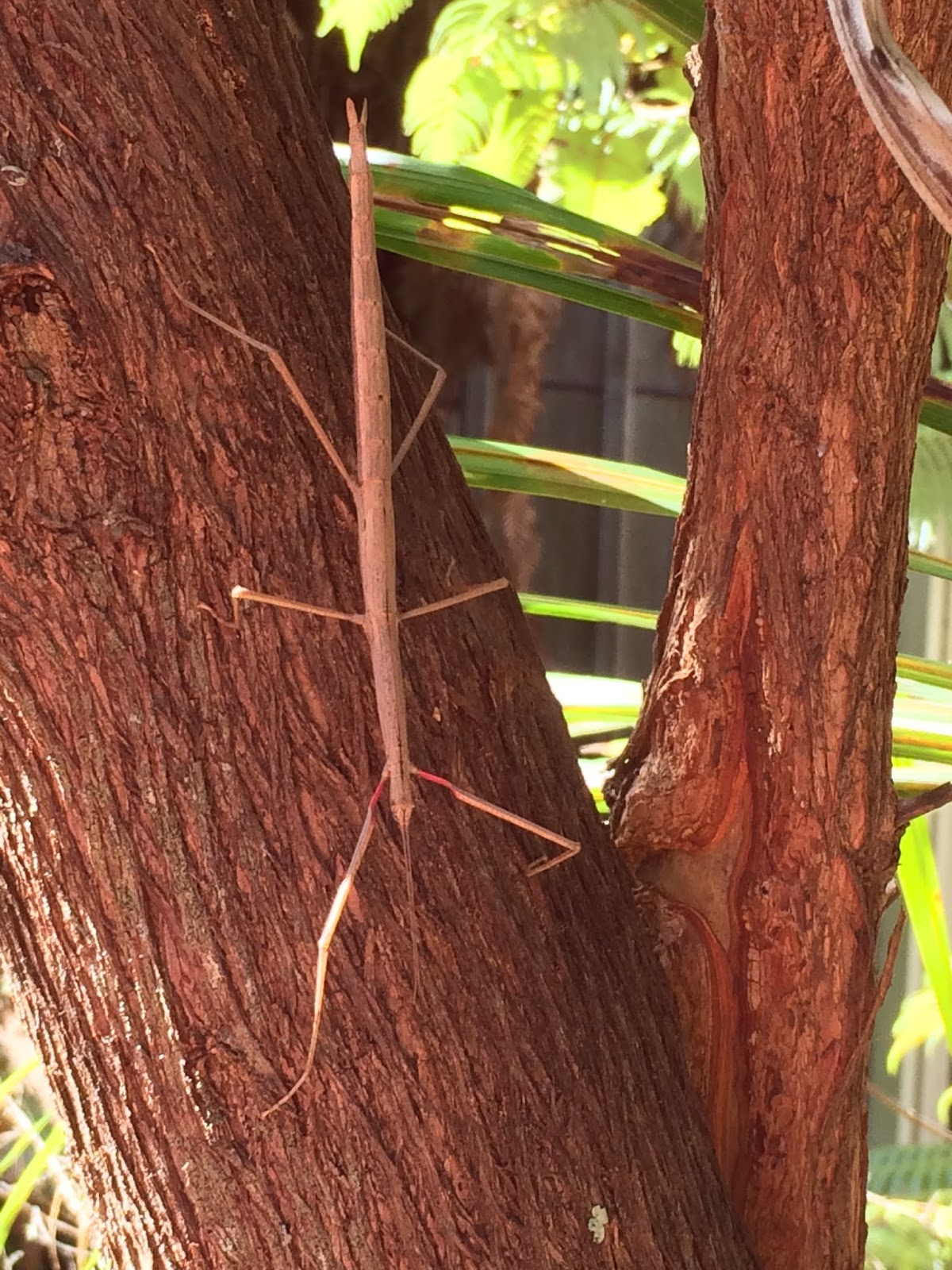 Explore and Discover Nature: Cryptic Stick Insects - now you see them ...